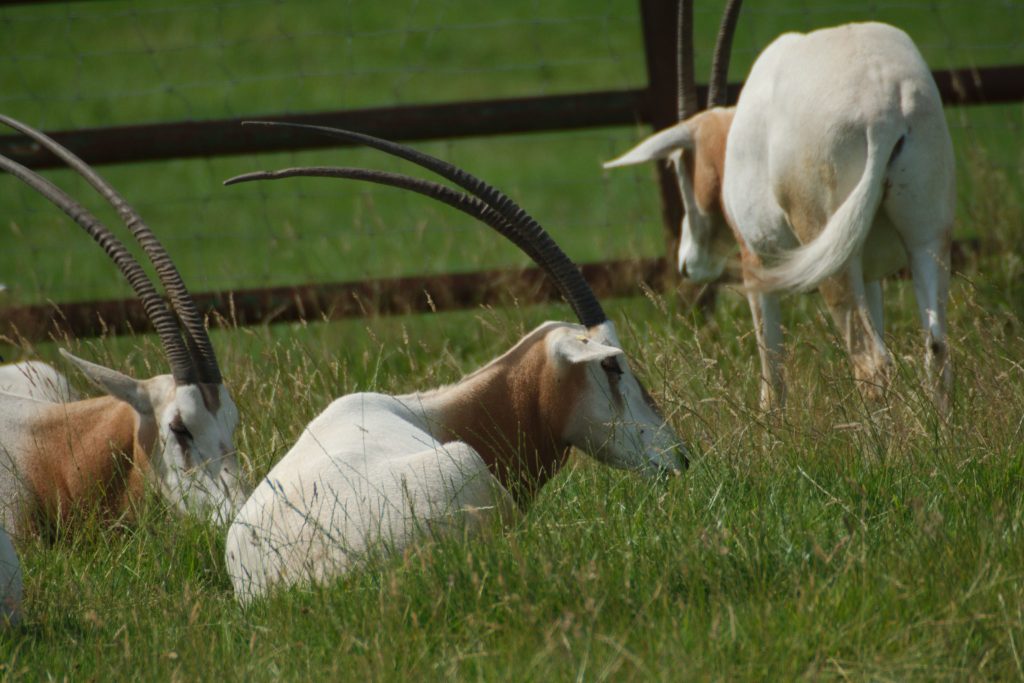 Definitive Guide To Scimitar-horned Oryx Facts, Habitat, Conservation ...