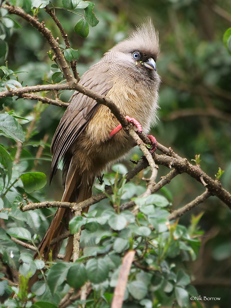 Definitive Guide To Speckled Mousebird Facts, Habitat, Conservation ...