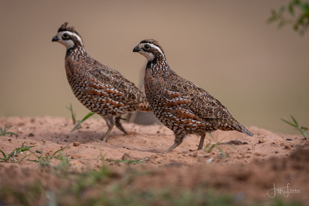 Definitive Guide To Northern Bobwhite Facts, Habitat, Conservation ...