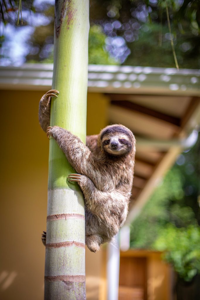 Definitive Guide To Brown-throated Sloth Facts, Habitat, Conservation ...