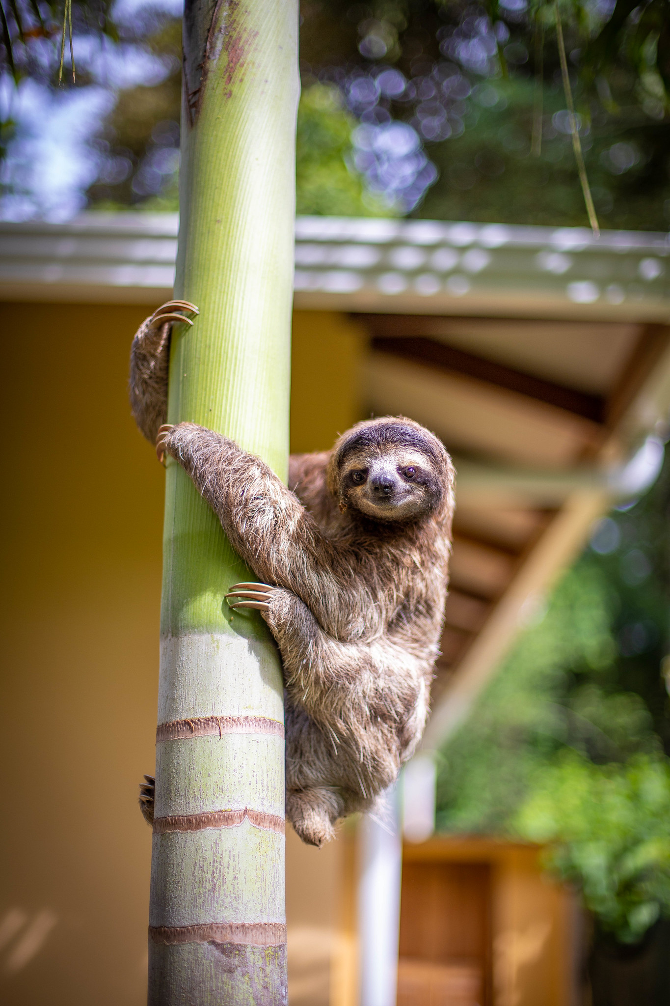 Definitive Guide To Brown-throated Sloth Facts, Habitat, Conservation ...