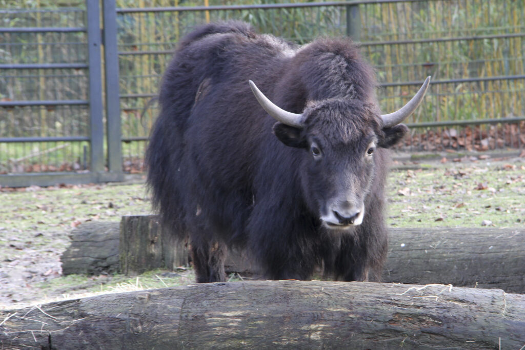 Definitive Guide To Domestic Yak Facts, Habitat, Conservation Status ...