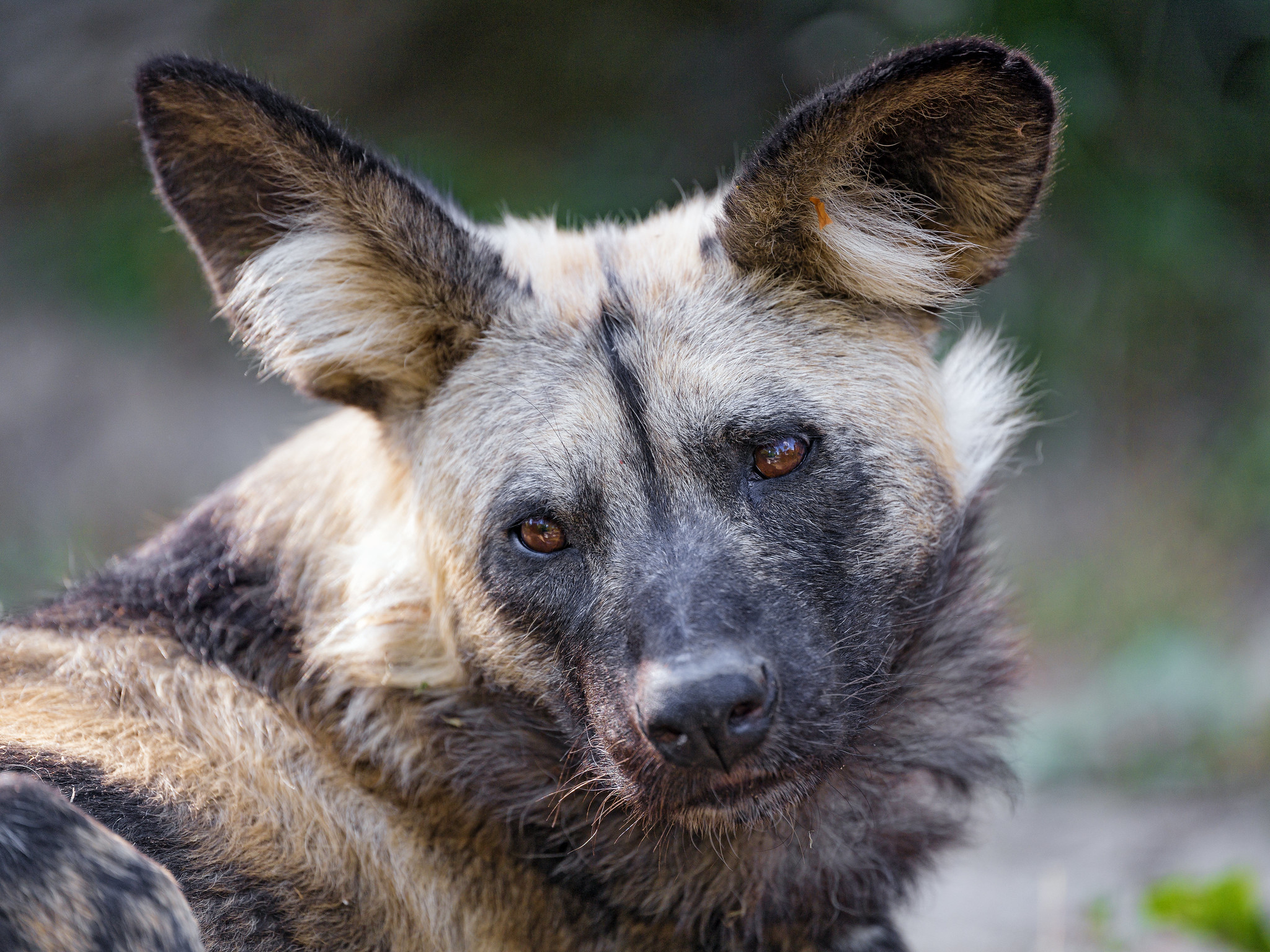 Definitive Guide To African Painted Dog Facts, Habitat, Conservation ...