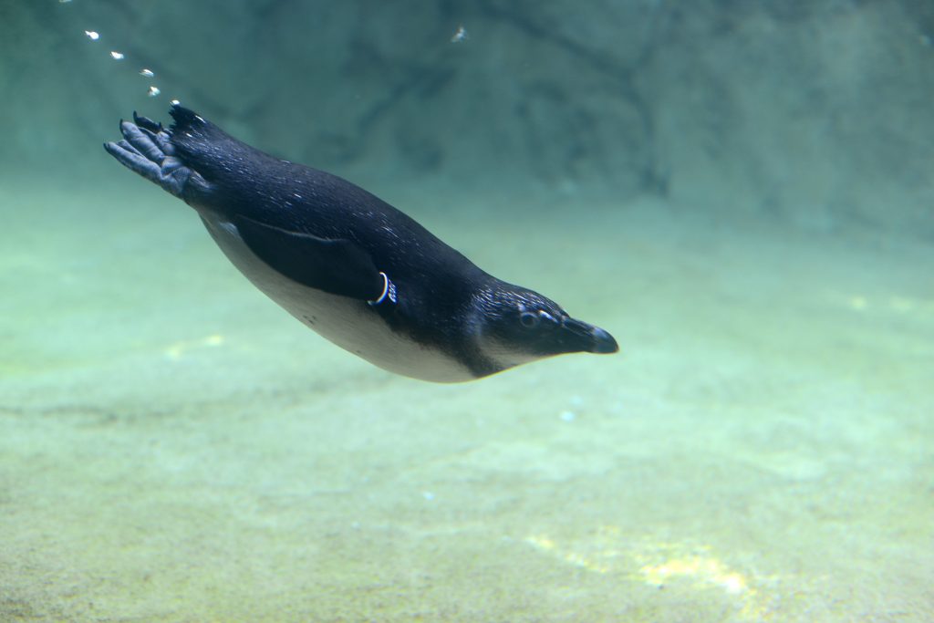 Definitive Guide To African Penguin Facts, Habitat, Conservation Status ...