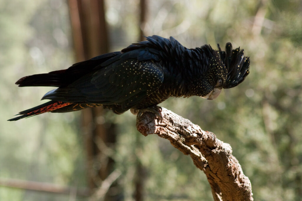 Definitive Guide To Red-tailed Black-cockatoo Facts, Habitat ...