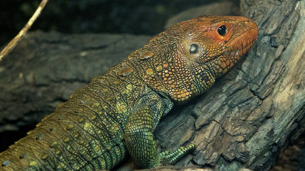 Definitive Guide To Northern Caiman Lizard Facts, Habitat, Conservation ...