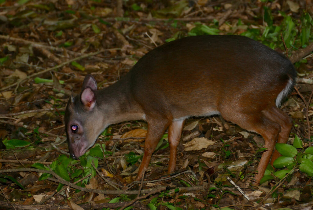 Definitive Guide To Blue Duiker Facts, Habitat, Conservation Status ...
