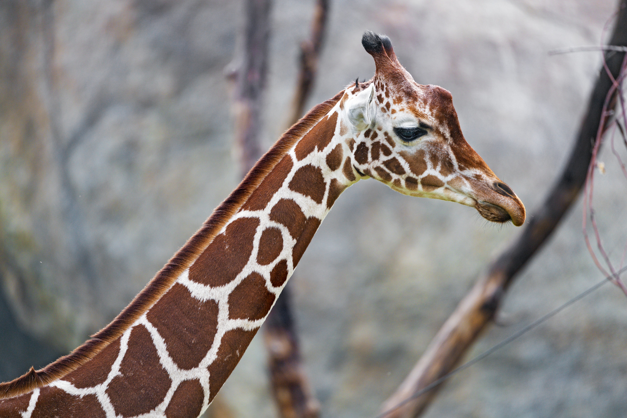 Definitive Guide To Reticulated Giraffe Facts, Habitat, Conservation ...