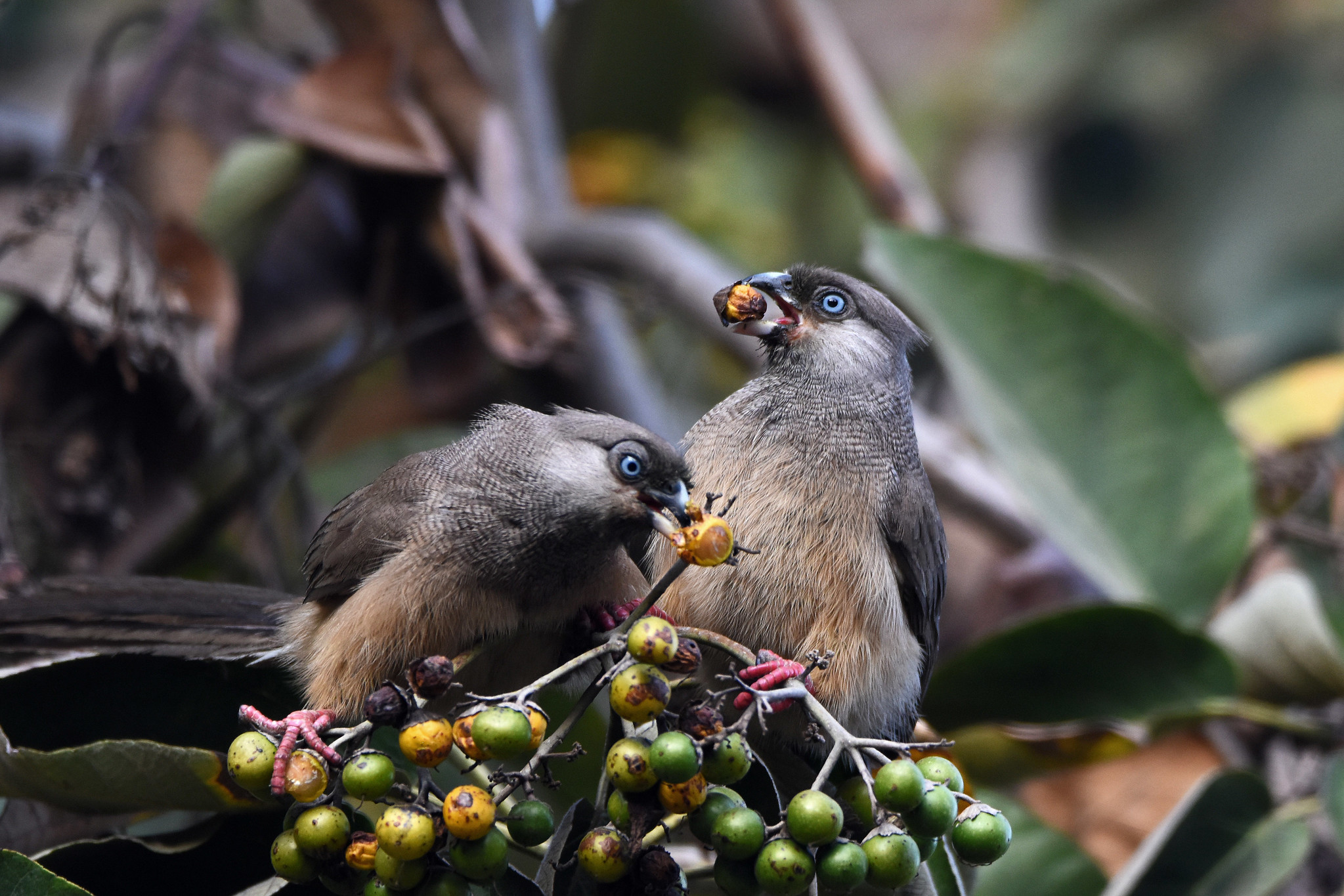 Definitive Guide To Speckled Mousebird Facts, Habitat, Conservation ...