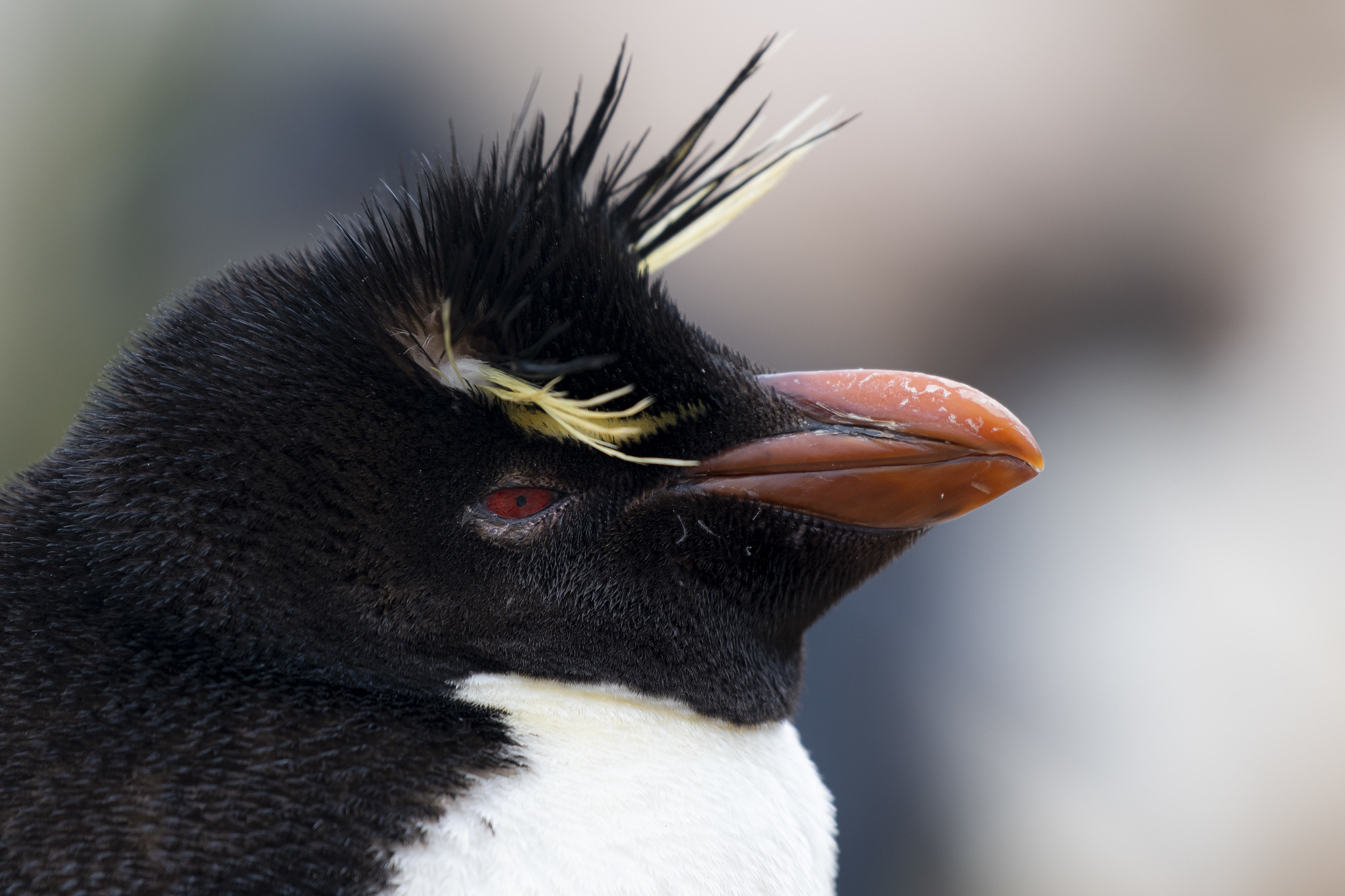 Definitive Guide To Eastern Rockhopper Penguin Facts Habitat Definitive Guide To Eastern Rockhopper Penguin Facts Habitat