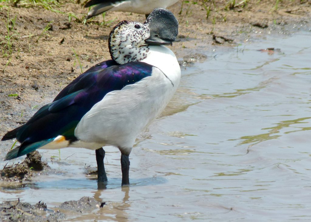 Definitive Guide To African Comb Duck Facts, Habitat, Conservation ...
