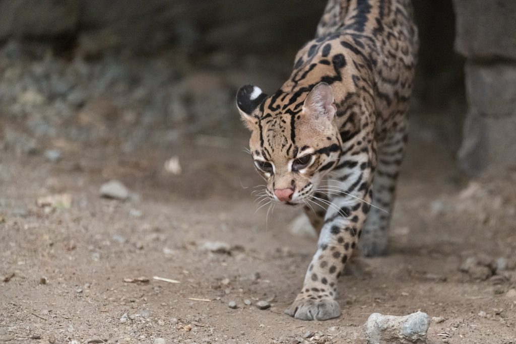 Definitive Guide To Ocelot Facts, Habitat, Conservation Status, Zoo ...