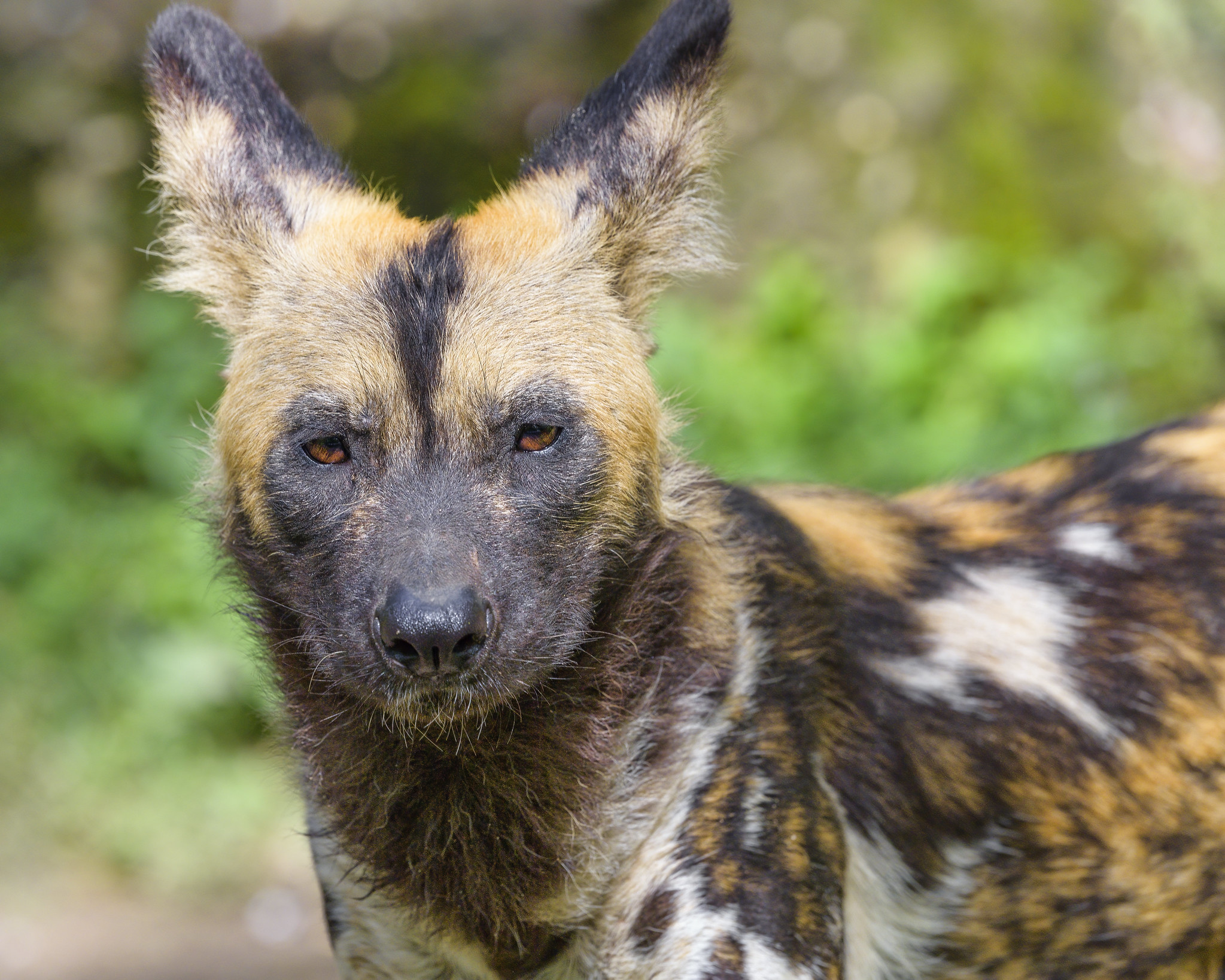Definitive Guide To African Painted Dog Facts, Habitat, Conservation ...