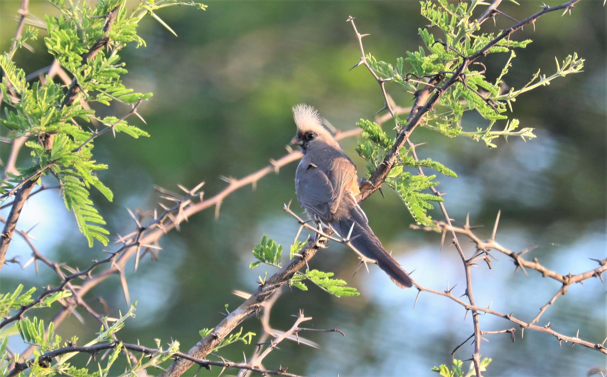 Definitive Guide To Speckled Mousebird Facts, Habitat, Conservation ...