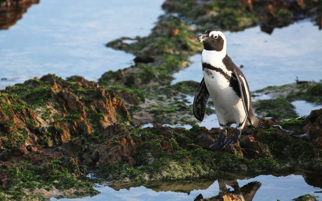 Definitive Guide To African Penguin Facts, Habitat, Conservation Status ...
