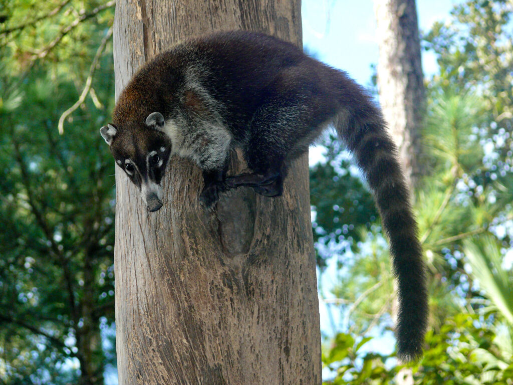Definitive Guide To White-nosed Coati Facts, Habitat, Conservation ...
