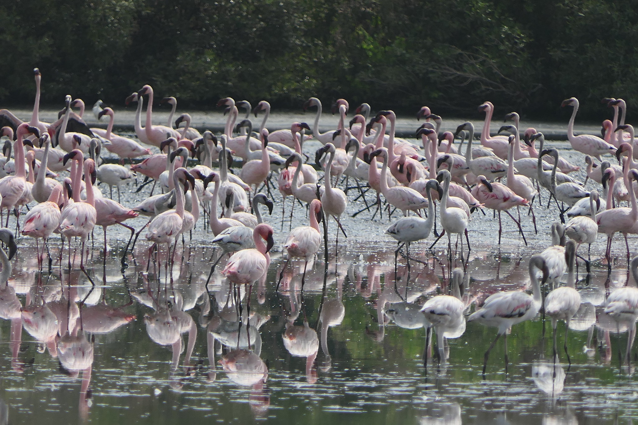 Lesser Flamingo - Zoo Guide