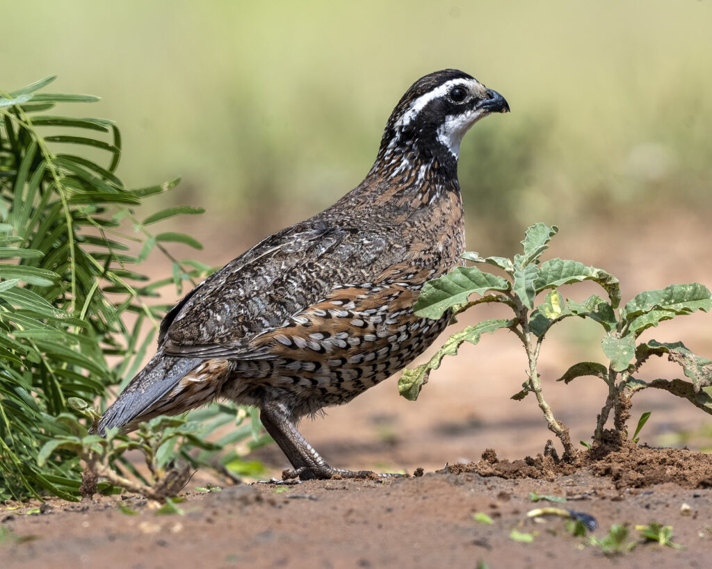 Definitive Guide To Northern Bobwhite Facts, Habitat, Conservation ...