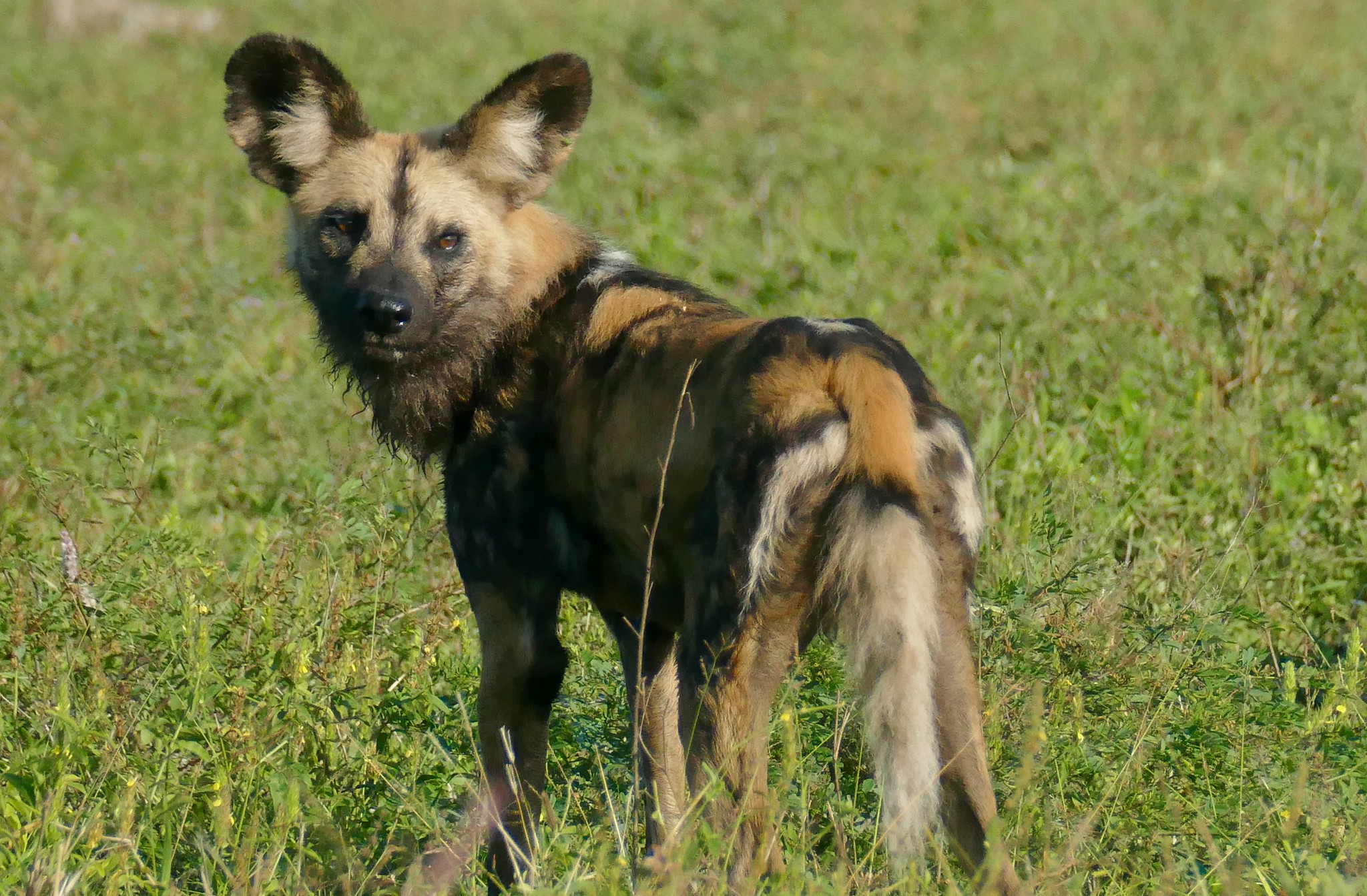 Definitive Guide To African Painted Dog Facts, Habitat, Conservation ...