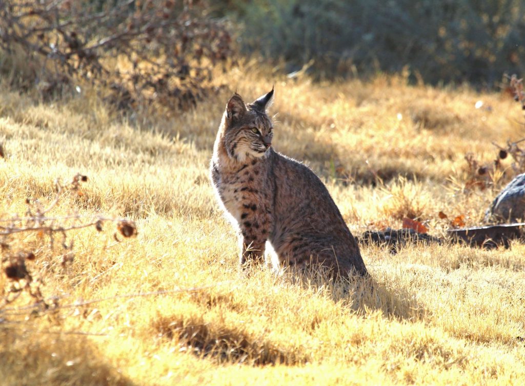 Definitive Guide To Bobcat Facts, Habitat, Conservation Status, Zoo ...