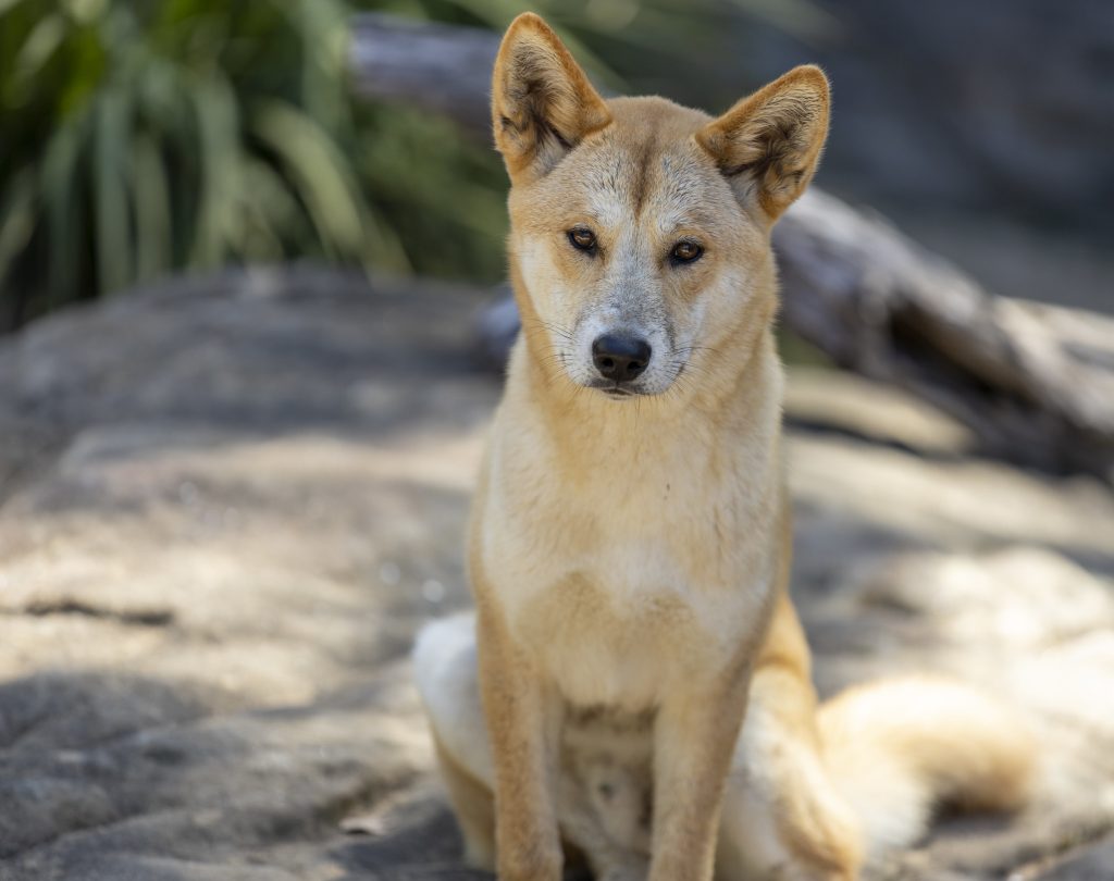 Definitive Guide To Dingo Facts, Habitat, Conservation Status, Zoo ...