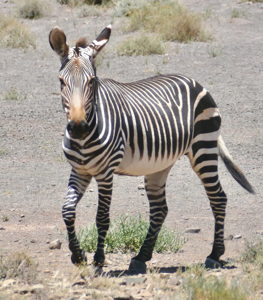 Definitive Guide To Mountain Zebra Facts, Habitat, Conservation Status ...