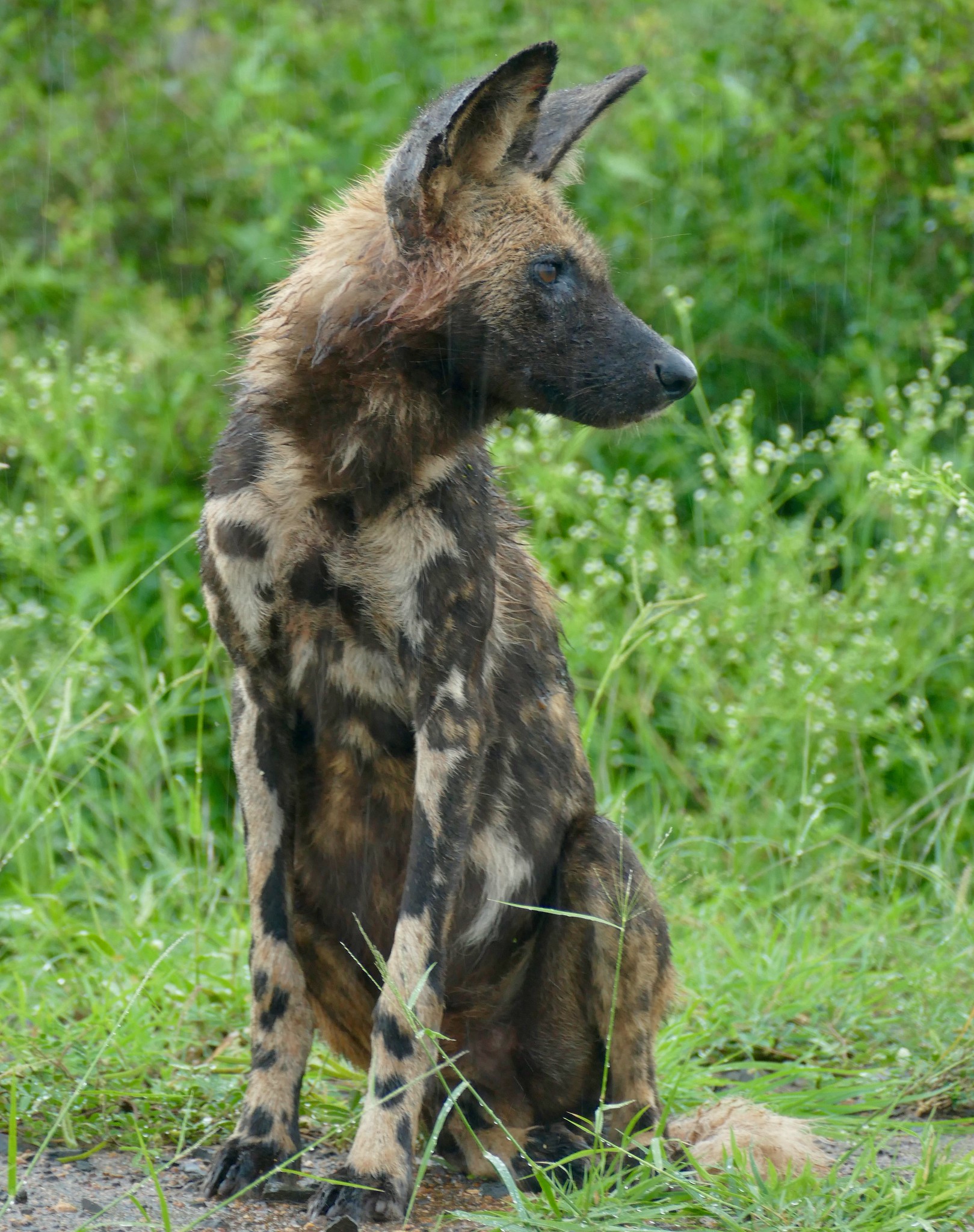 Definitive Guide To African Painted Dog Facts, Habitat, Conservation ...