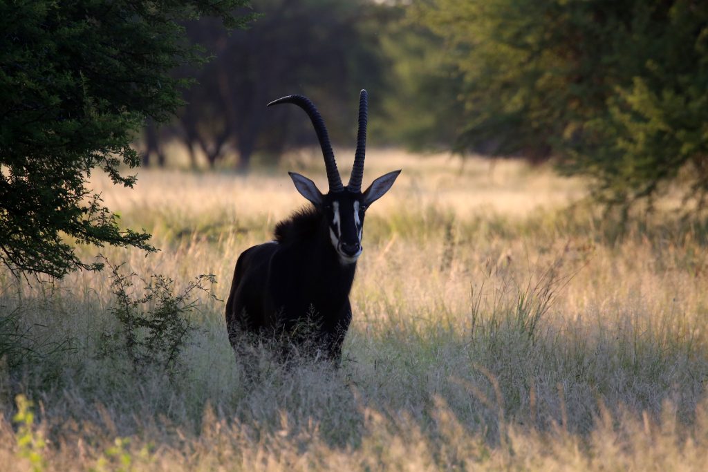 Definitive Guide To Sable Antelope Facts, Habitat, Conservation Status ...