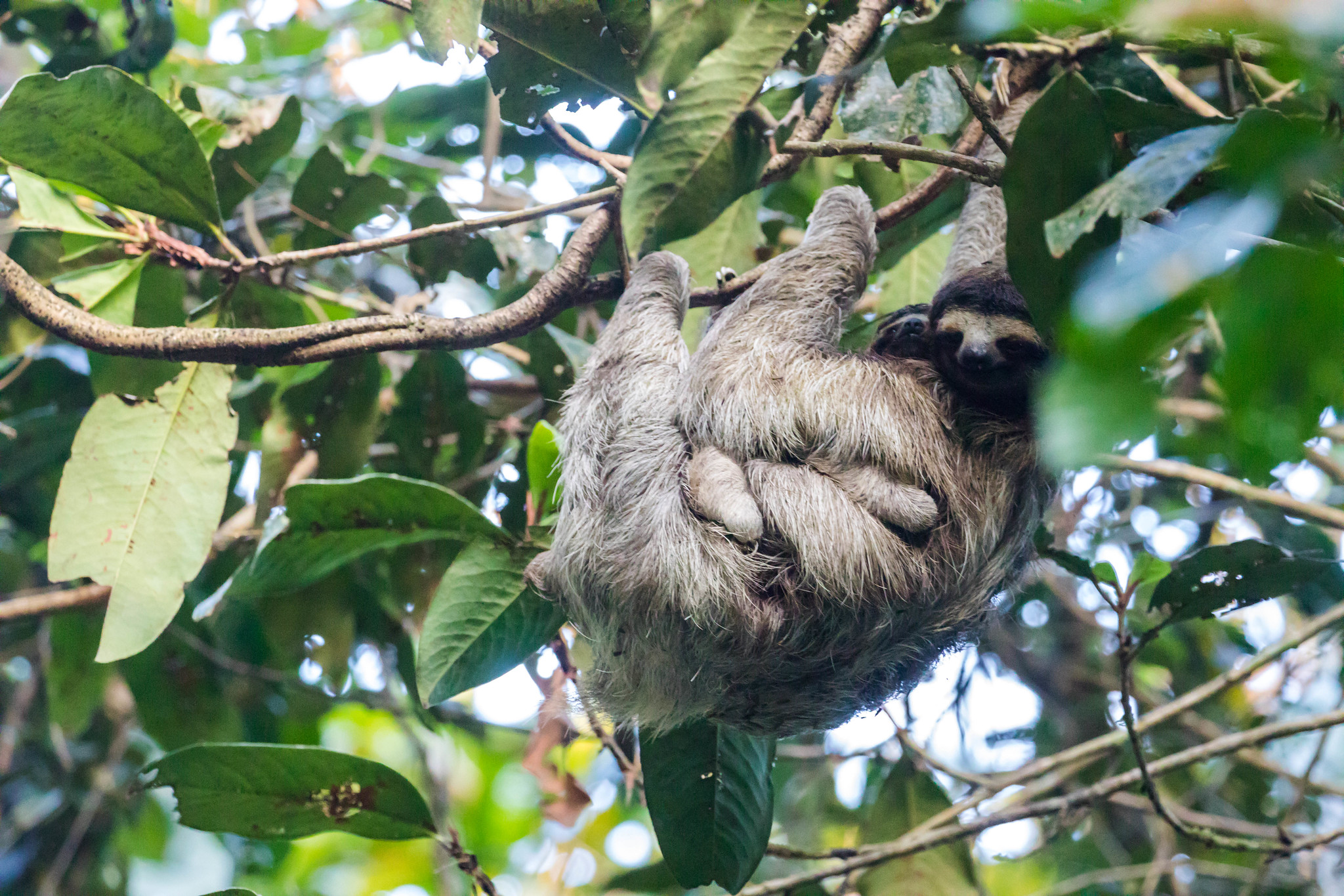 Definitive Guide To Brown-throated Sloth Facts, Habitat, Conservation ...