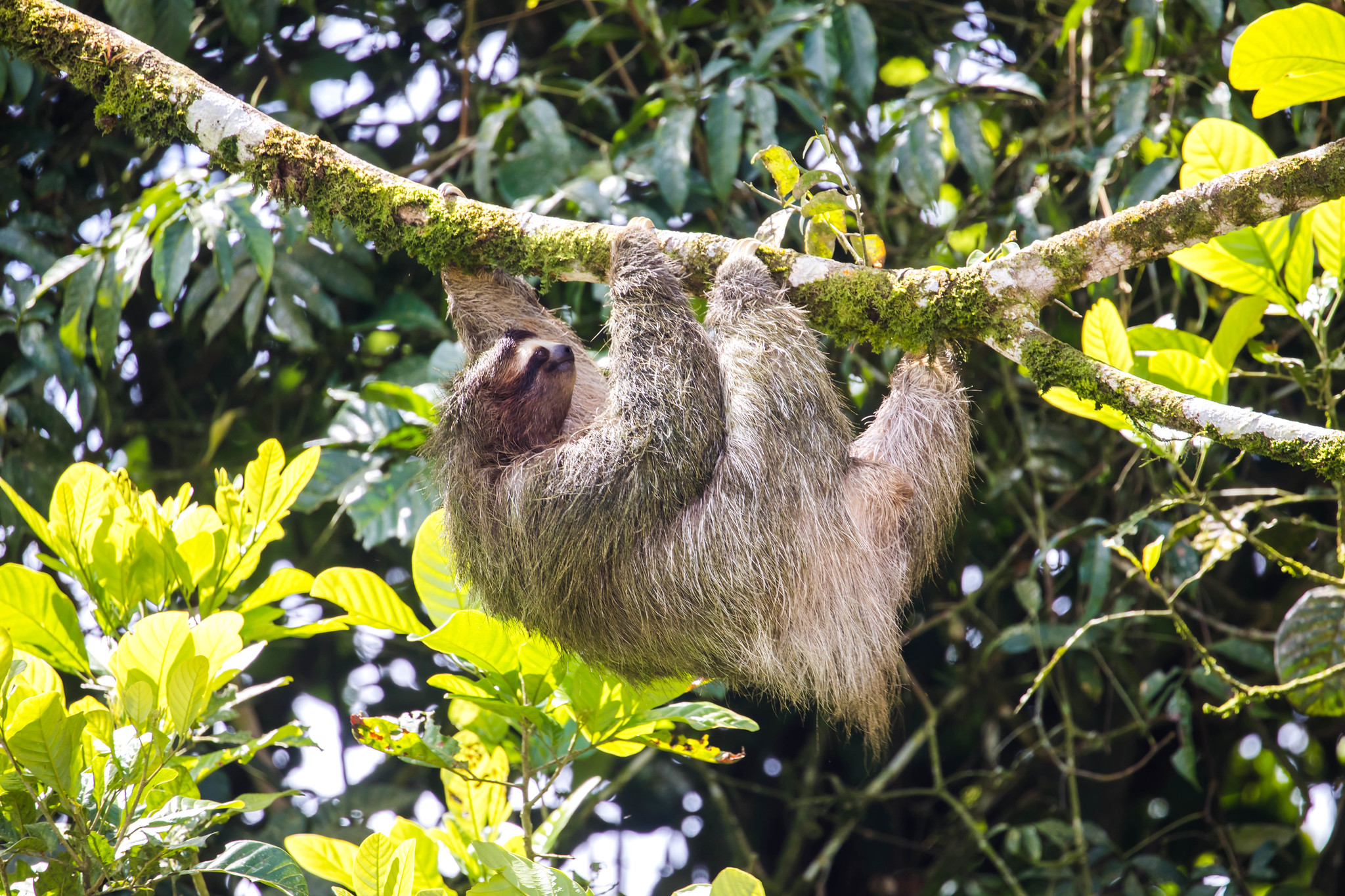 Definitive Guide To Brown-throated Sloth Facts, Habitat, Conservation ...