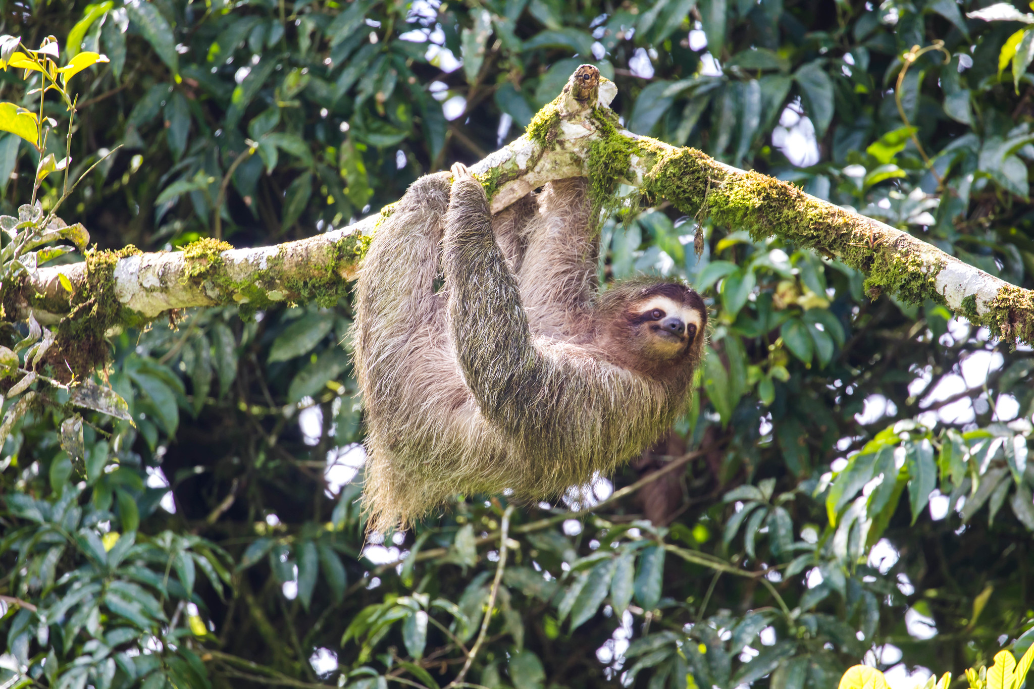 Definitive Guide To Brown-throated Sloth Facts, Habitat, Conservation ...