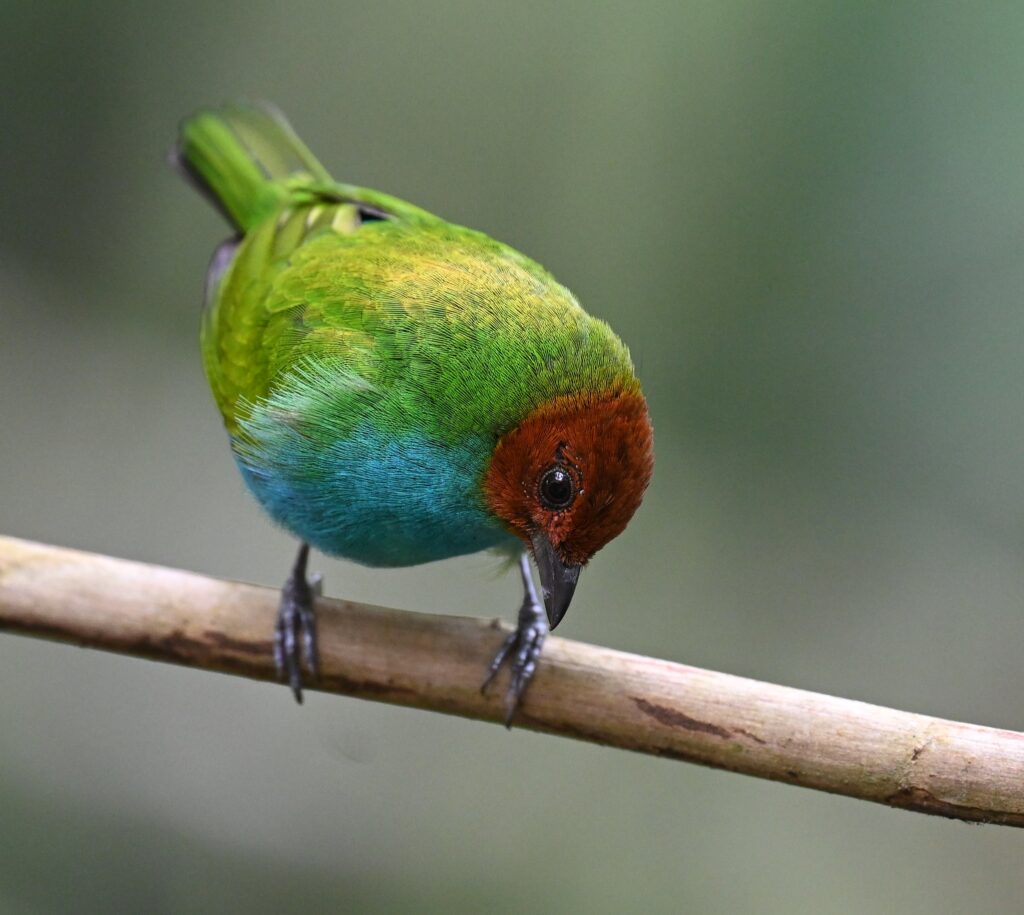 Definitive Guide To Bay-headed Tanager Facts, Habitat, Conservation ...