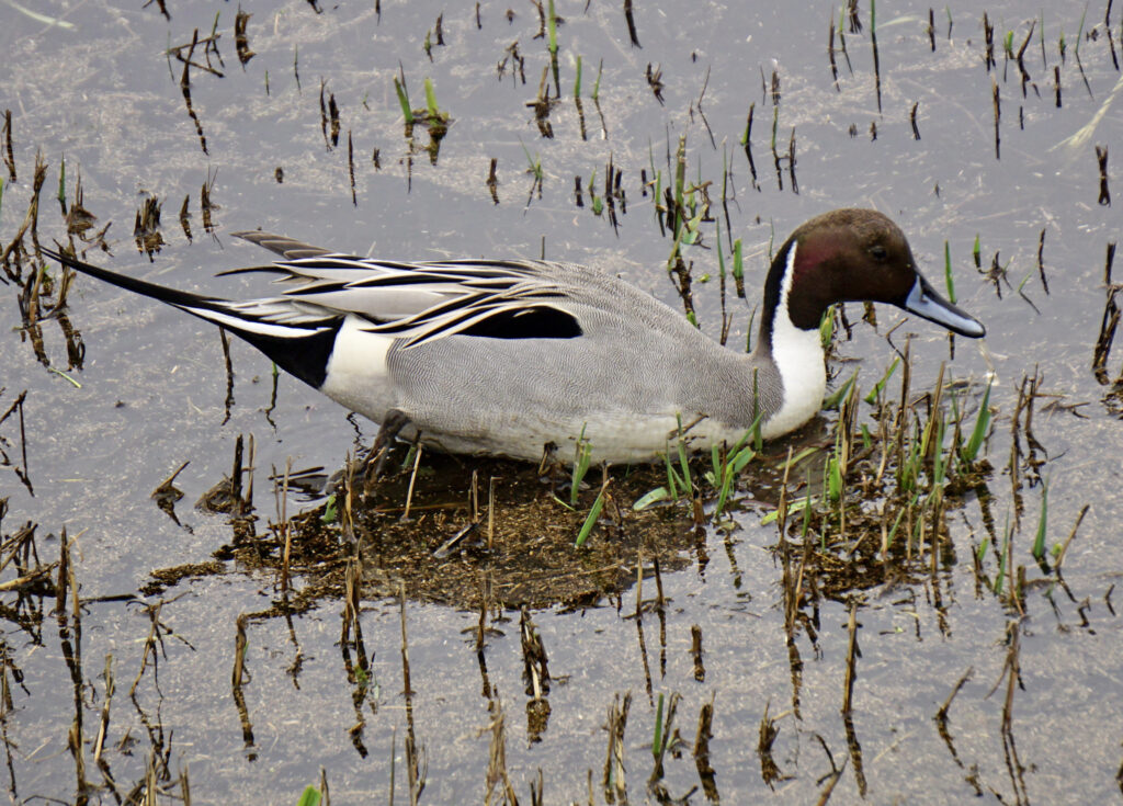 Definitive Guide To Northern Pintail Facts, Habitat, Conservation ...