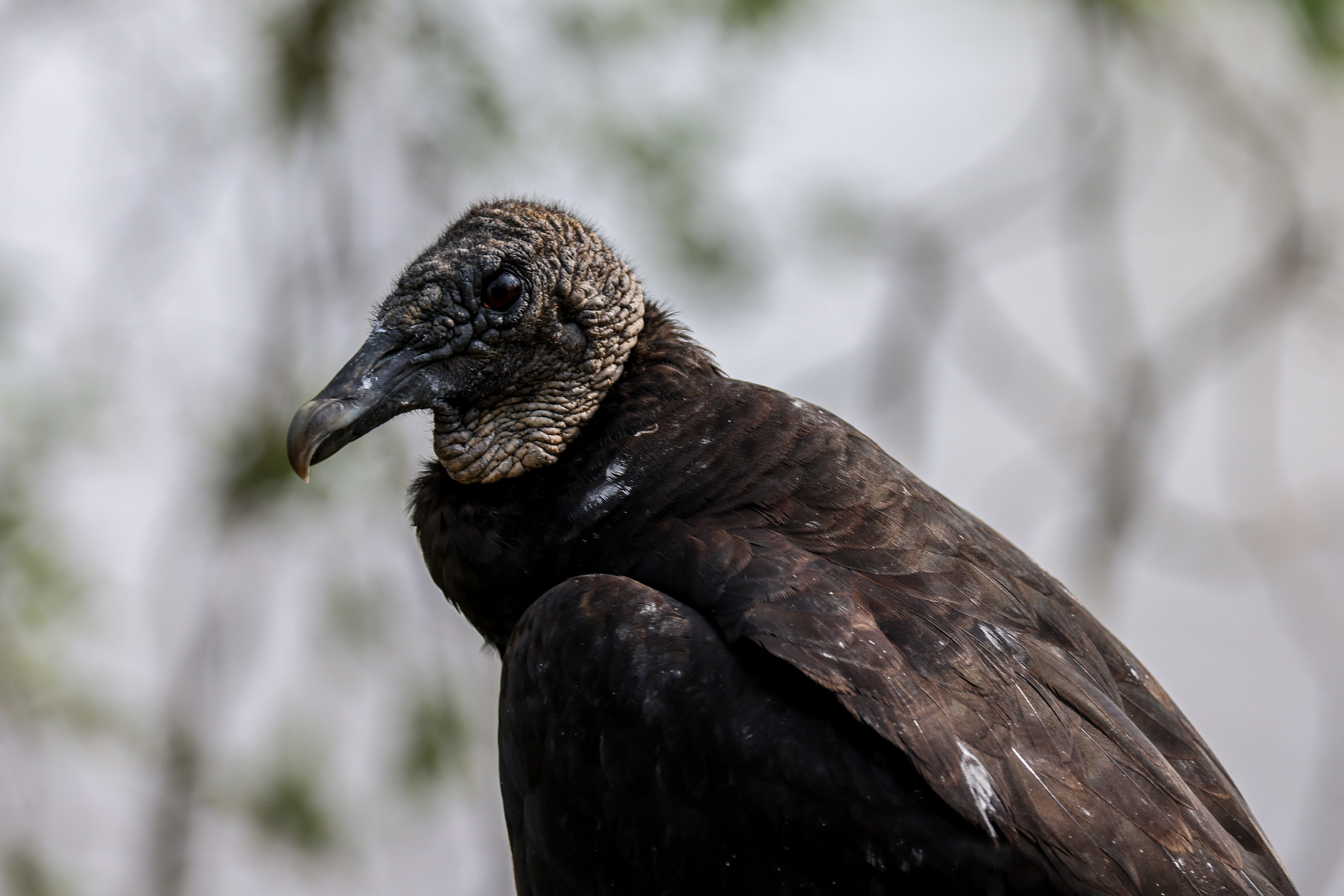 Definitive Guide To Black Vulture Facts, Habitat, Conservation Status ...