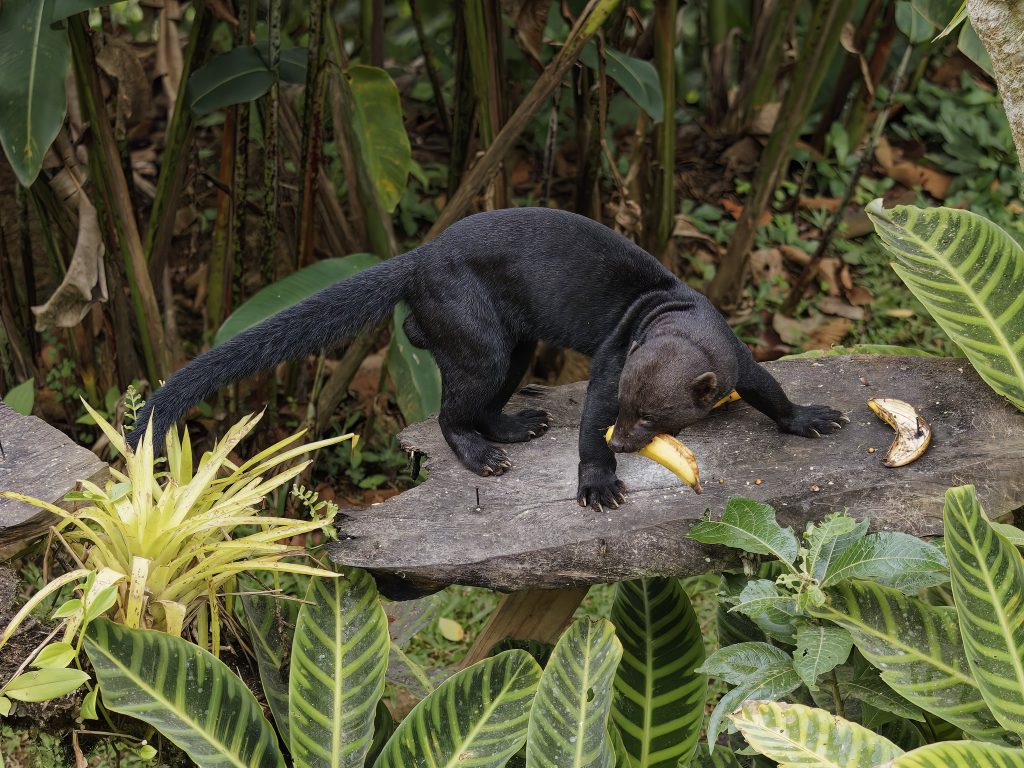 Definitive Guide To Tayra Facts, Habitat, Conservation Status, Zoo Populations, Pictures On Zoo ...