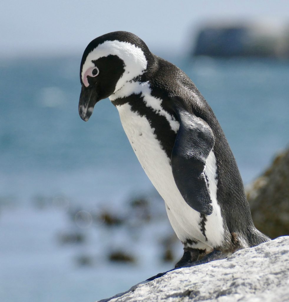 Definitive Guide To African Penguin Facts, Habitat, Conservation Status ...