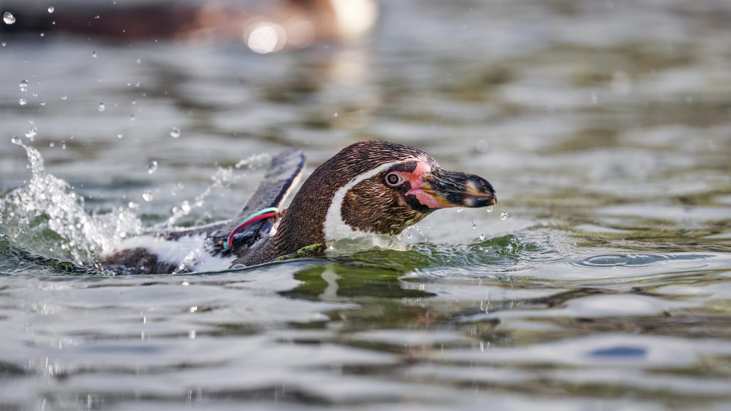 Definitive Guide To African Penguin Facts, Habitat, Conservation Status ...