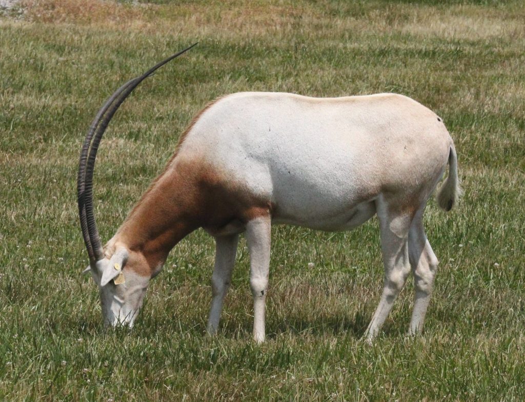Definitive Guide To Scimitar-horned Oryx Facts, Habitat, Conservation ...