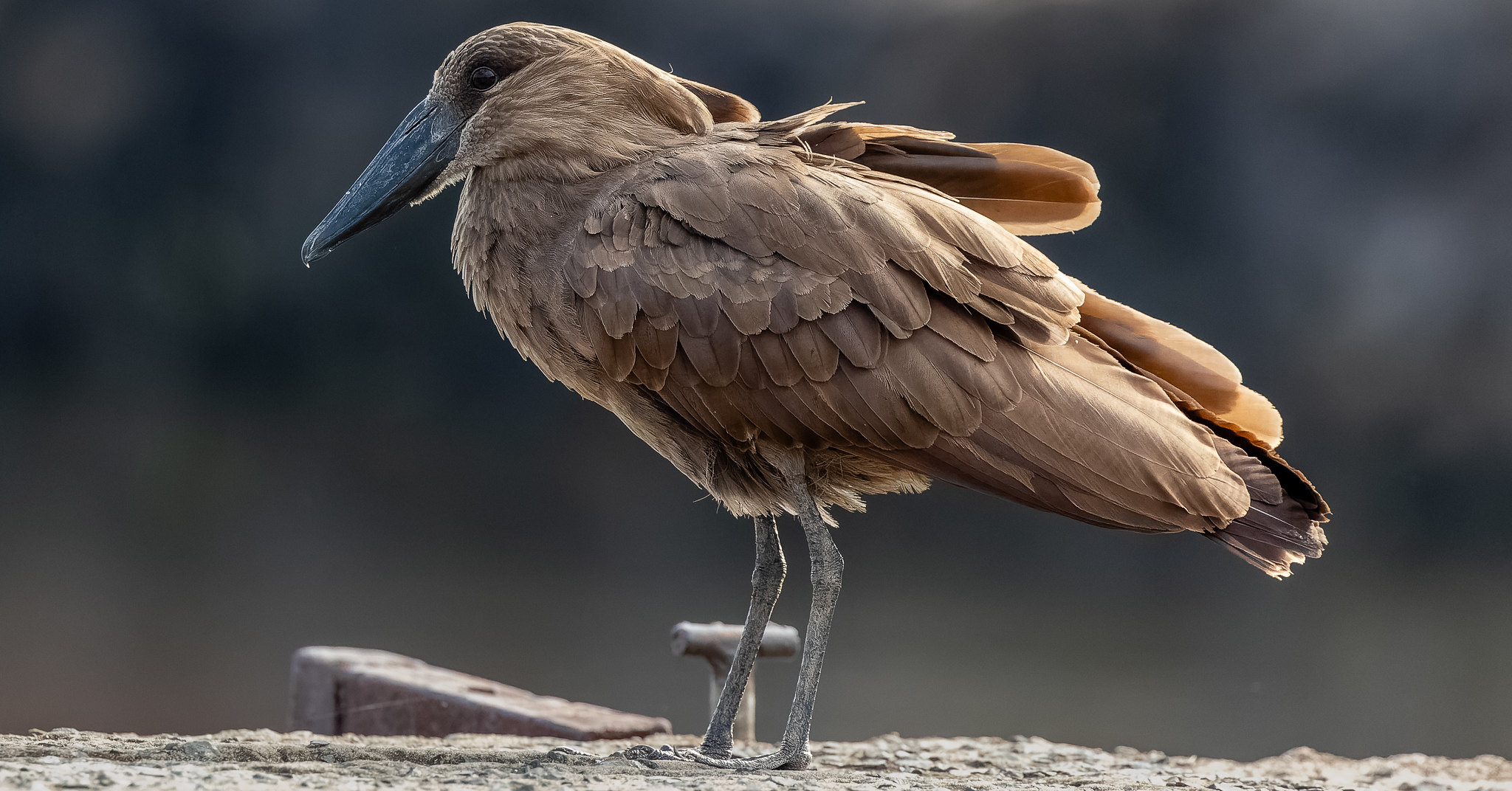 Hamerkop - Zoo Guide