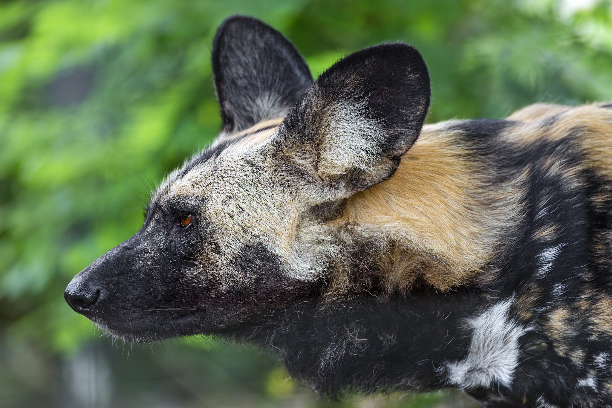 Definitive Guide To African Painted Dog Facts, Habitat, Conservation ...
