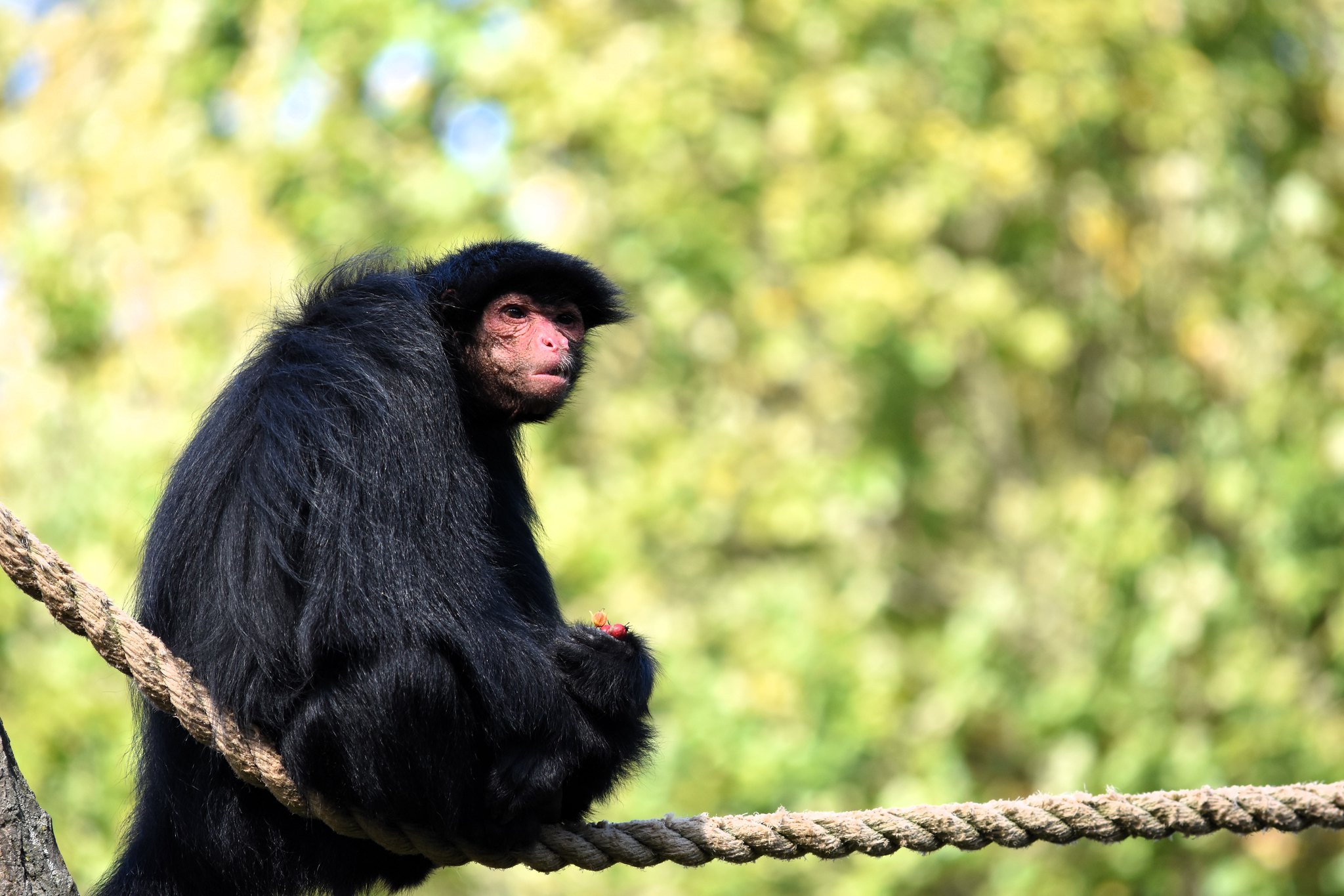 Definitive Guide To Red-Faced Spider Monkey Facts, Habitat ...