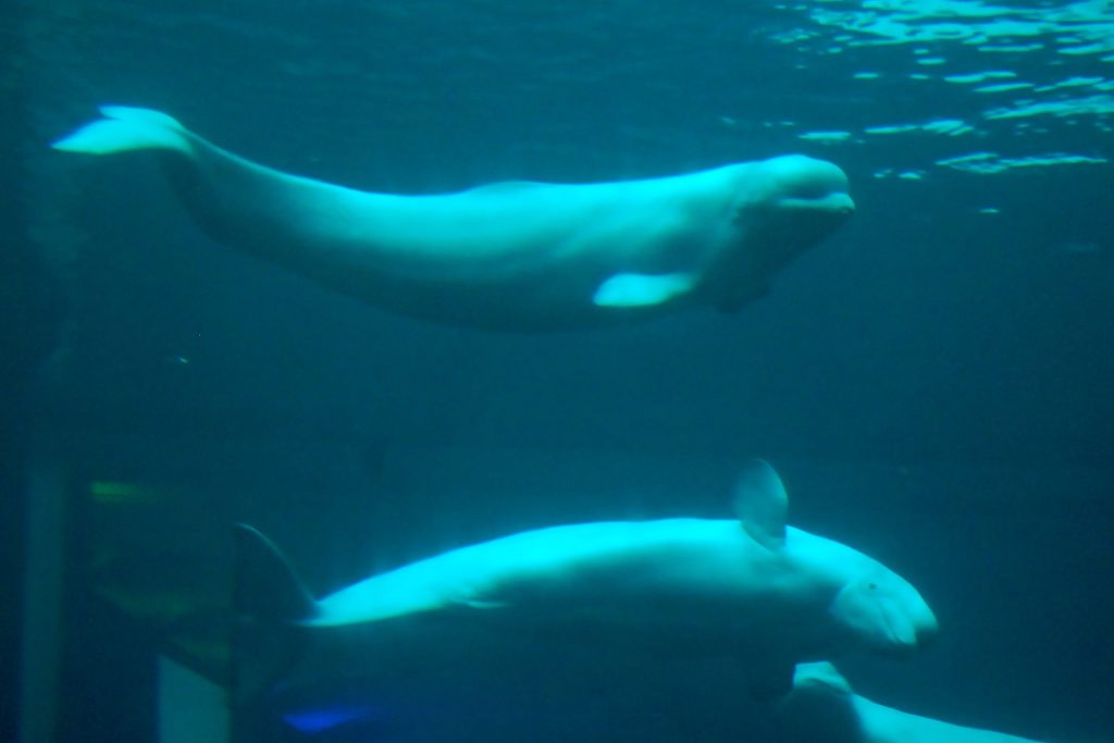Definitive Guide To Beluga Whale Facts, Habitat, Conservation Status, Zoo Populations, Pictures ...