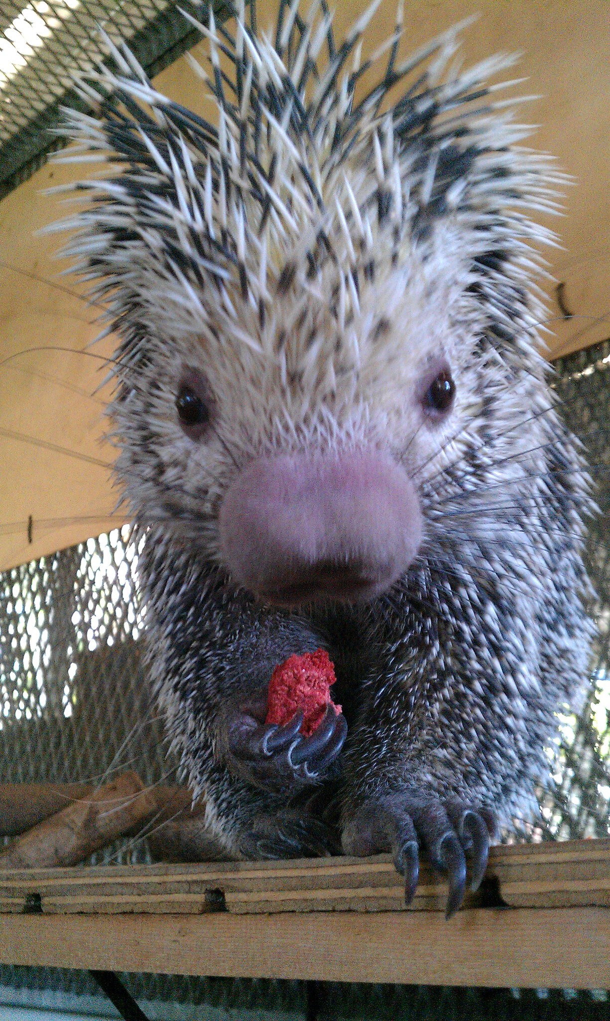 Brazilian Porcupine - Zoo Guide