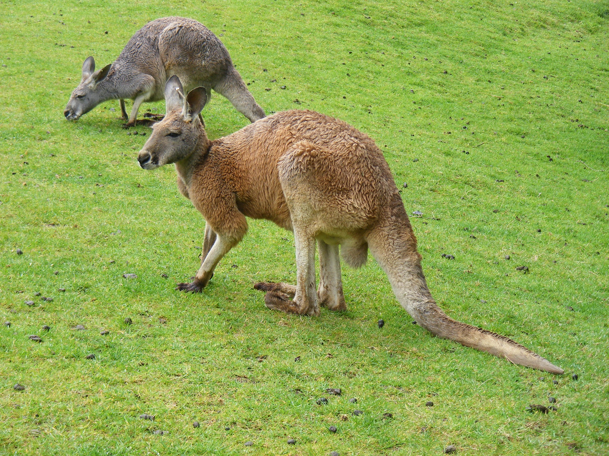 Red Kangaroo - Zoo Guide