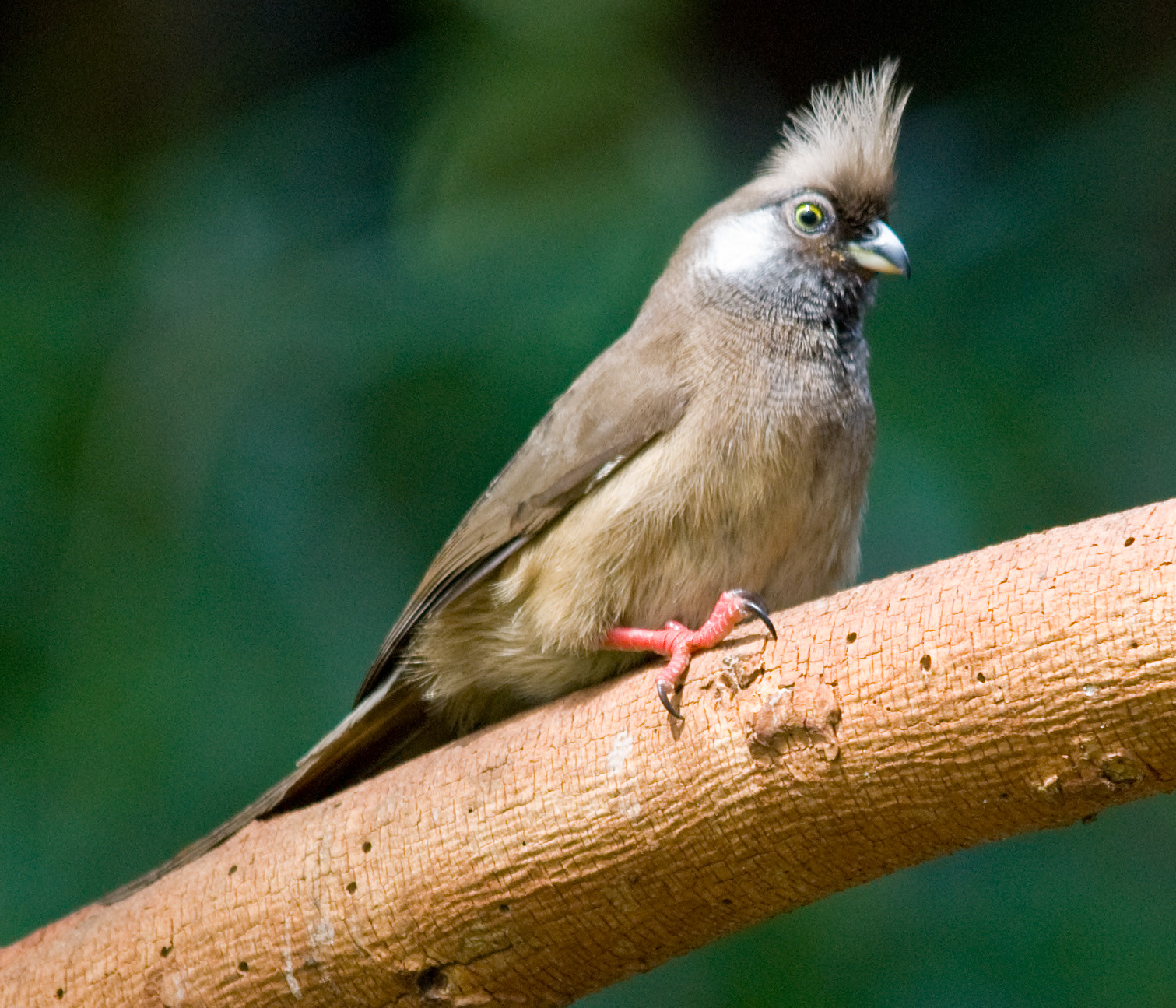 Definitive Guide To Speckled Mousebird Facts, Habitat, Conservation ...