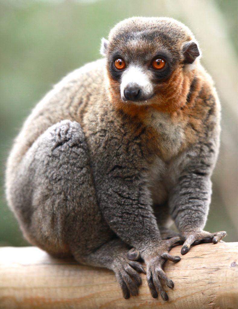 Definitive Guide To Mongoose Lemur Facts, Habitat, Conservation Status, Zoo Populations ...