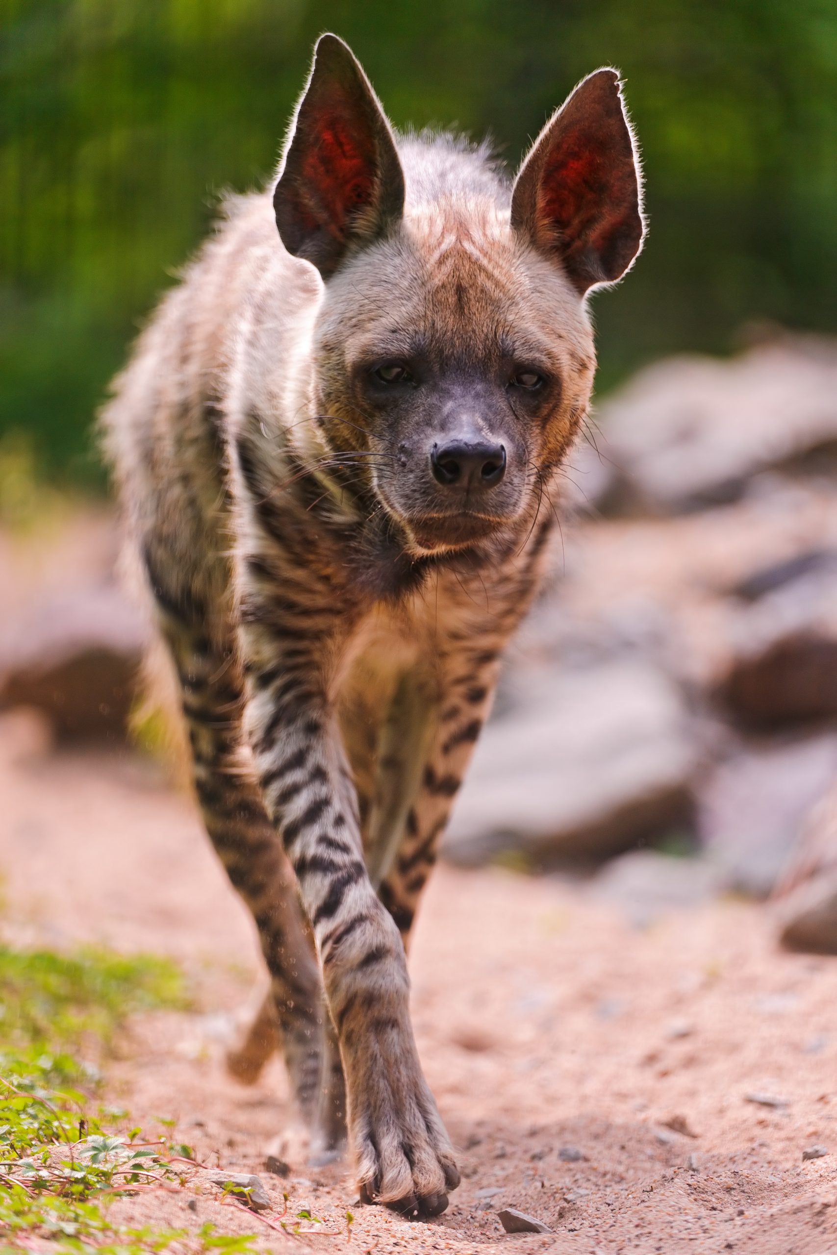 Striped Hyena - Zoo Guide