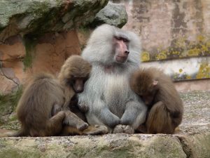 Definitive Guide To Hamadryas Baboon Facts, Habitat, Conservation ...