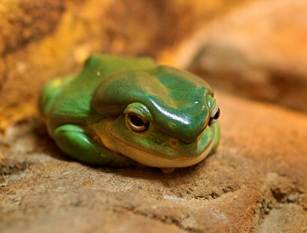 Definitive Guide To Magnificent Tree Frog Facts, Habitat, Conservation ...