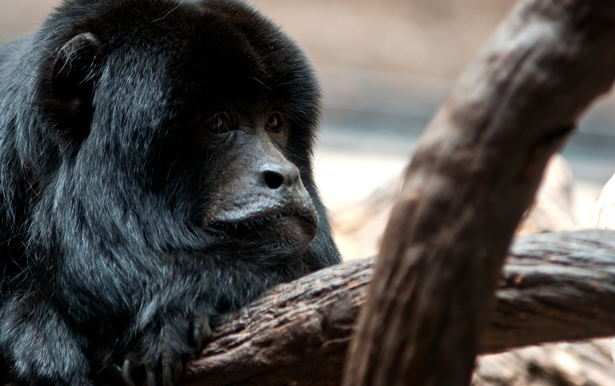 Black Howler Monkey - Zoo Guide